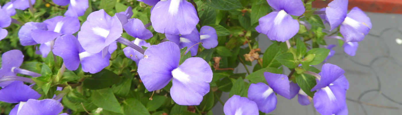 E-Flora Kerala | Flowering plants of Kerala