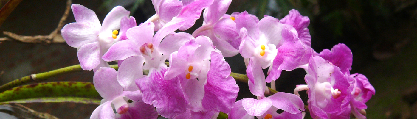 E-Flora Kerala | Flowering plants of Kerala