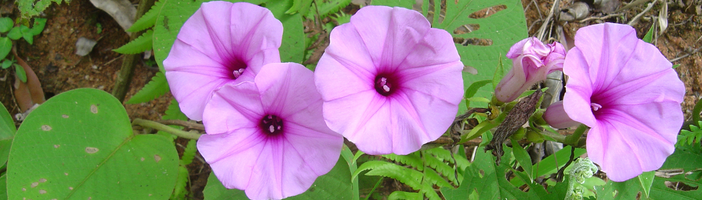 E-Flora Kerala | Flowering plants of Kerala