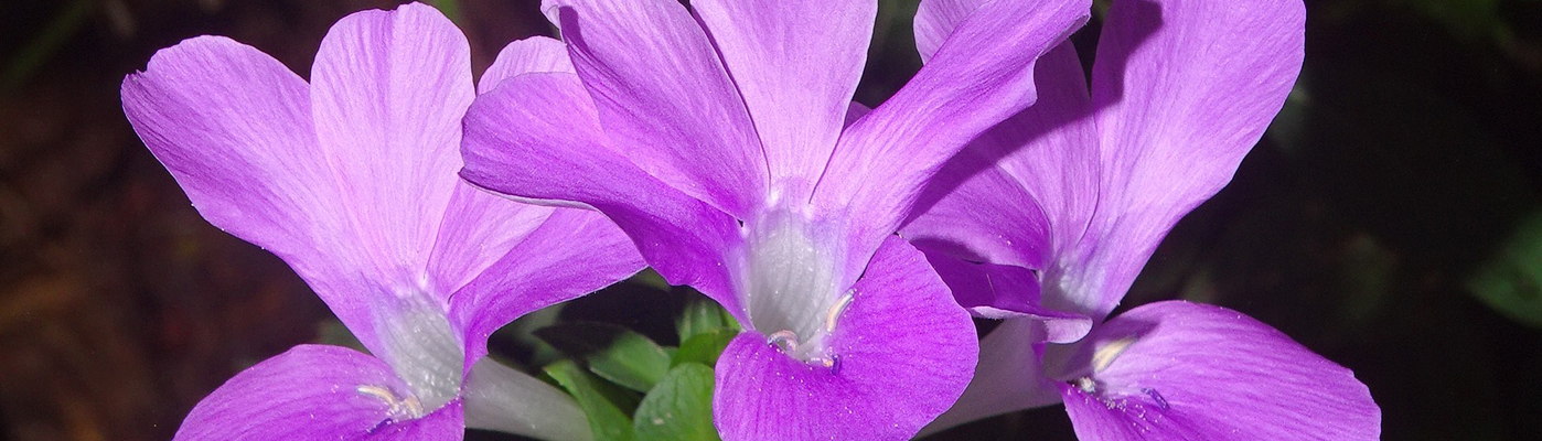 E-Flora Kerala | Flowering plants of Kerala