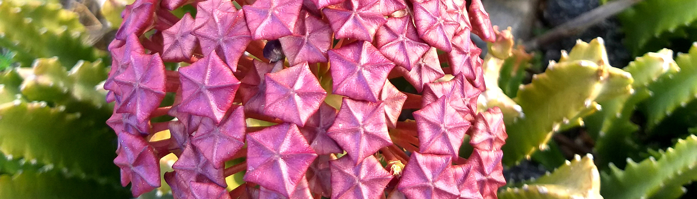 E-Flora Kerala | Flowering plants of Kerala