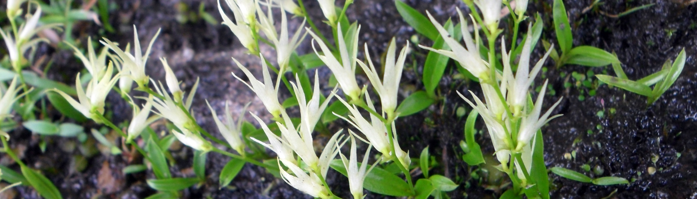 E-Flora Kerala | Flowering plants of Kerala