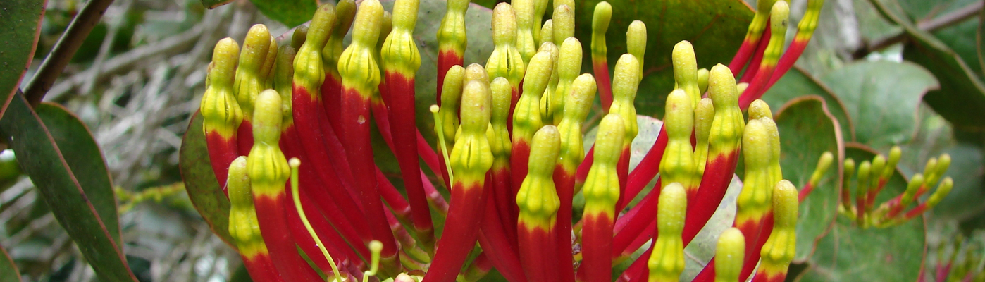 E-Flora Kerala | Flowering plants of Kerala