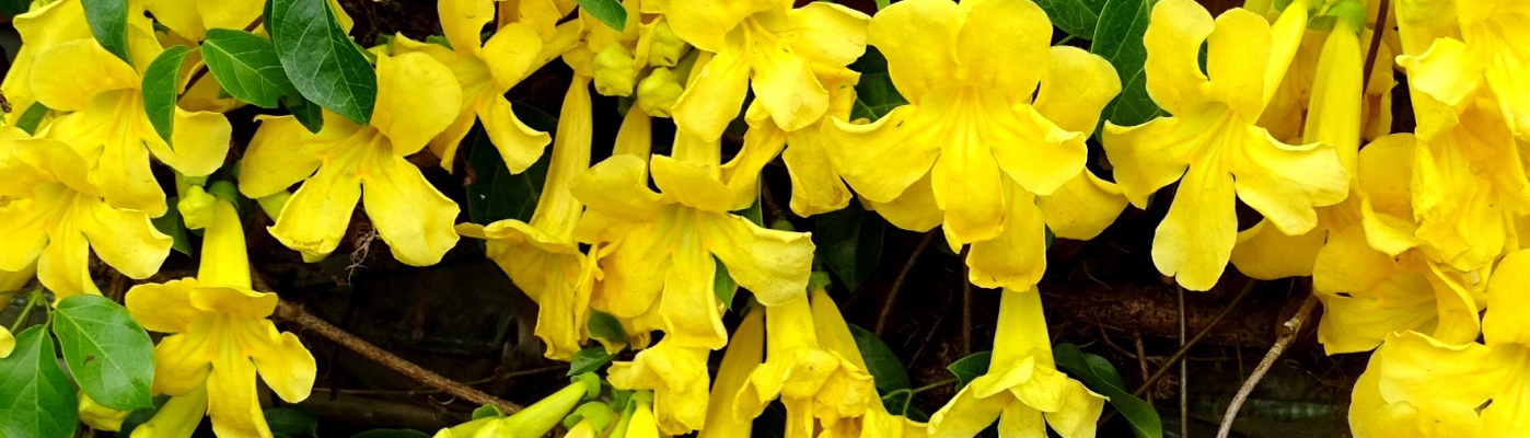 E-Flora Kerala | Flowering plants of Kerala