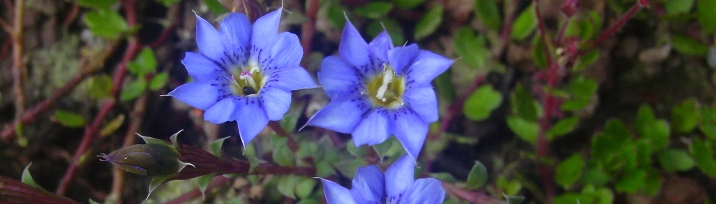 E-Flora Kerala | Flowering plants of Kerala