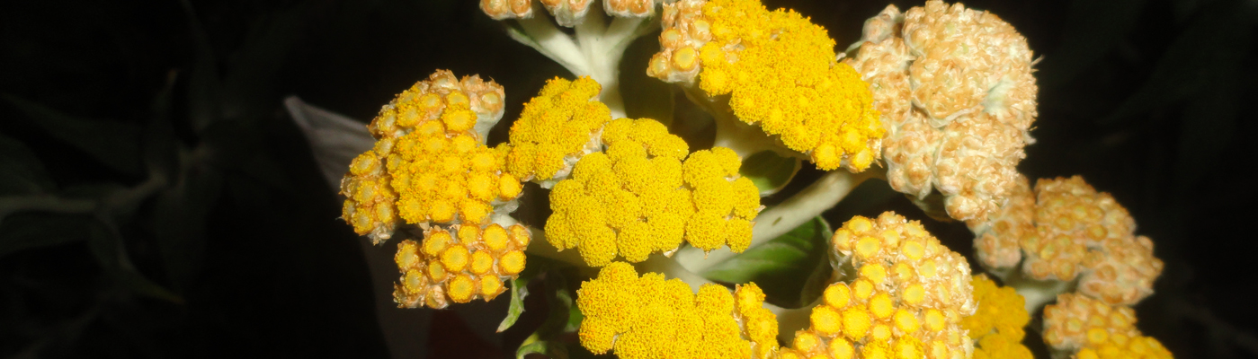 E-Flora Kerala | Flowering plants of Kerala