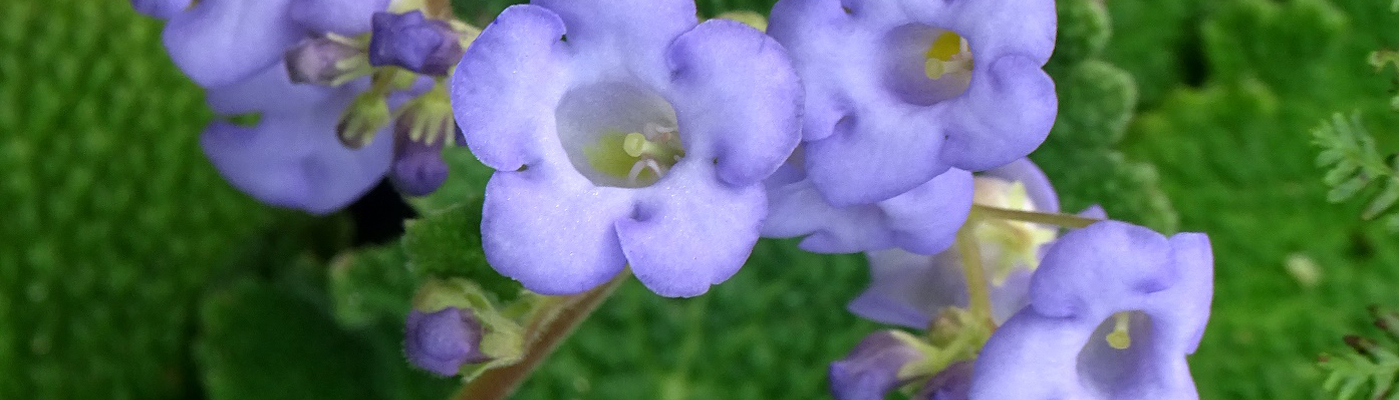 E-Flora Kerala | Flowering plants of Kerala