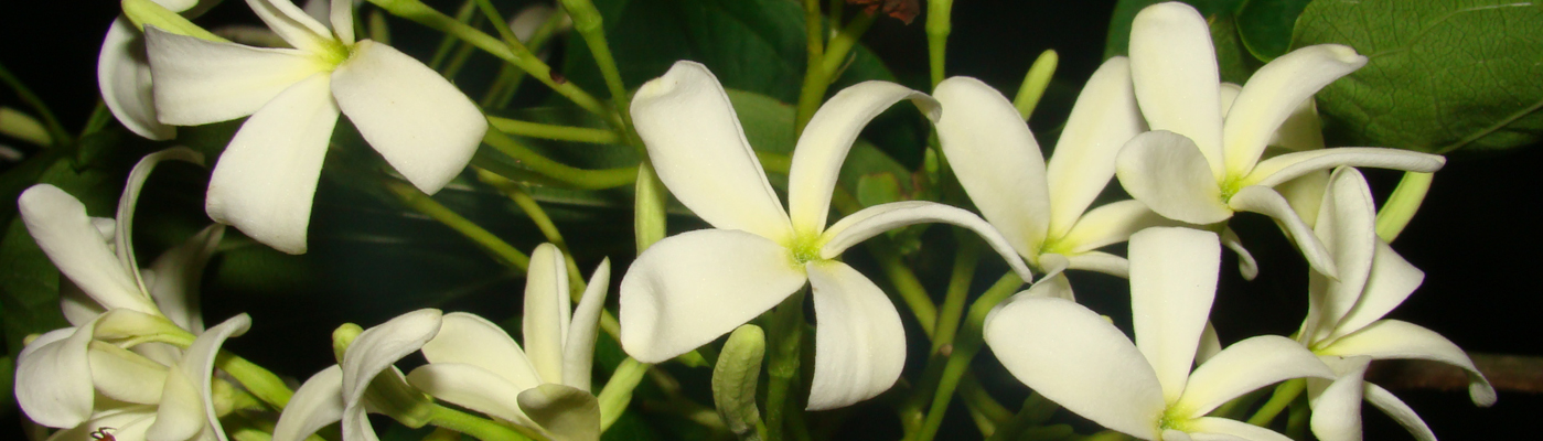 E-Flora Kerala | Flowering plants of Kerala