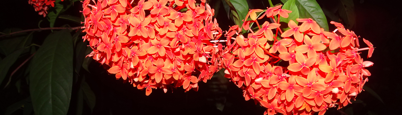 E-Flora Kerala | Flowering plants of Kerala