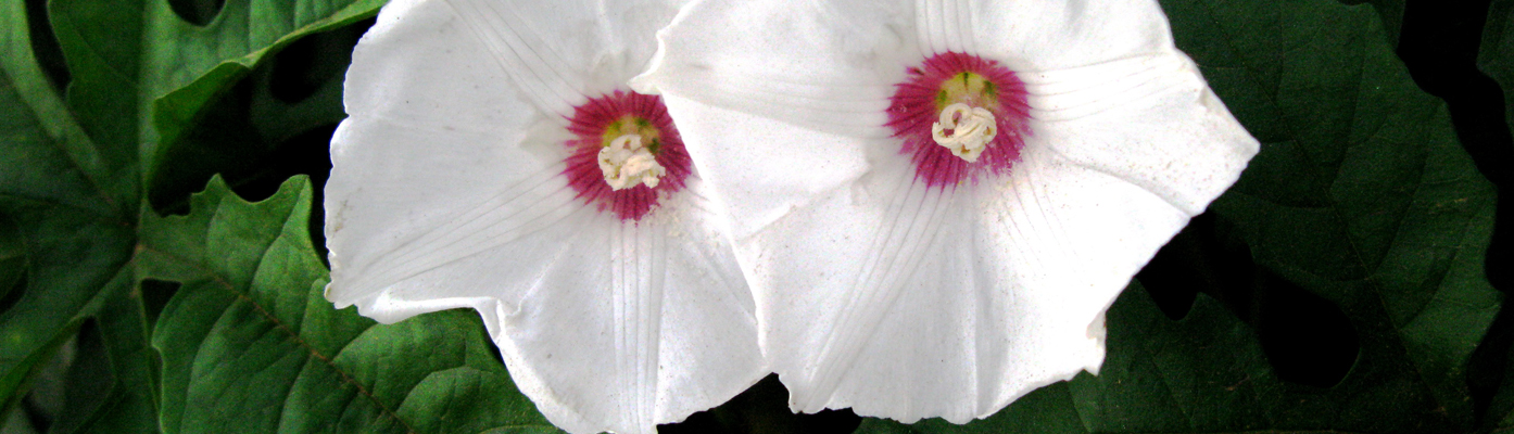 E-Flora Kerala | Flowering plants of Kerala