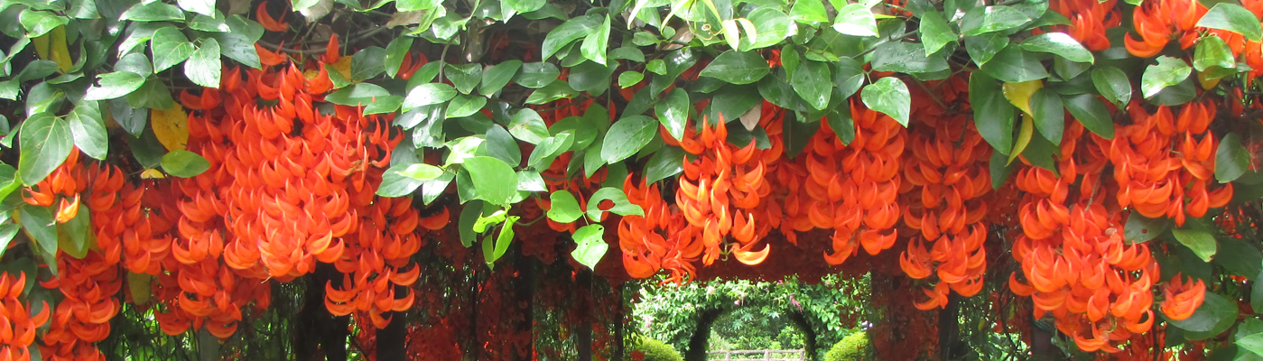 E-Flora Kerala | Flowering plants of Kerala