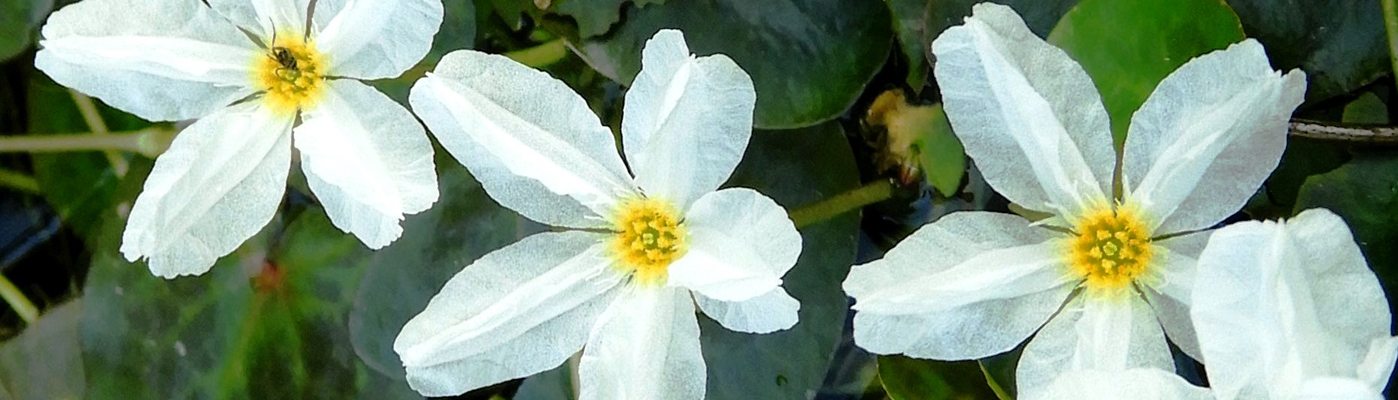 E-Flora Kerala | Flowering plants of Kerala