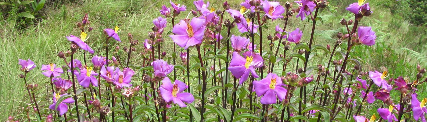 E-Flora Kerala | Flowering plants of Kerala