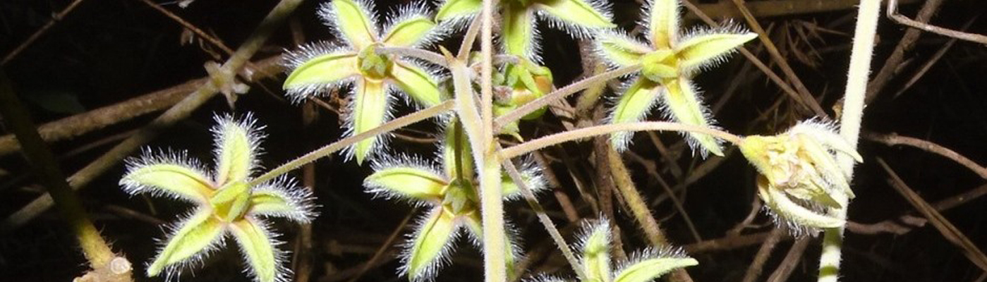 E-Flora Kerala | Flowering plants of Kerala