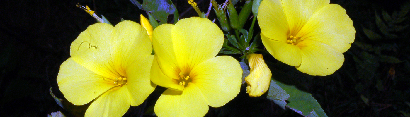 E-Flora Kerala | Flowering plants of Kerala