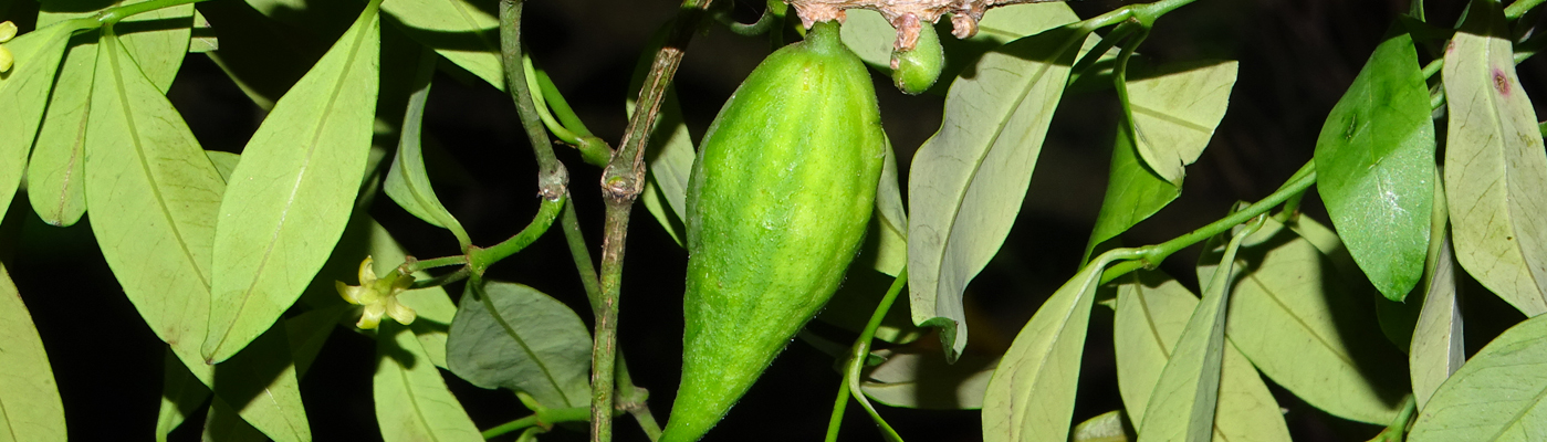 E-Flora Kerala | Flowering plants of Kerala