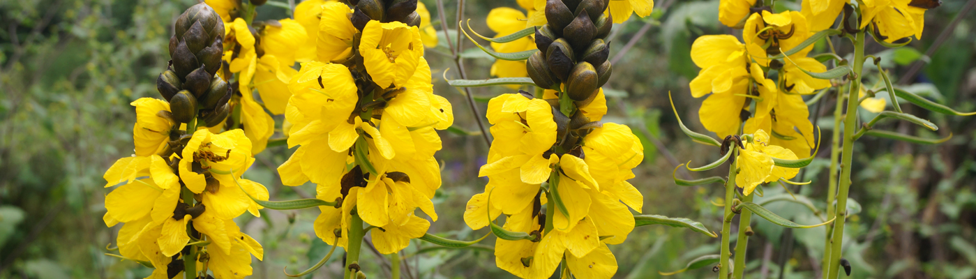 E-Flora Kerala | Flowering plants of Kerala