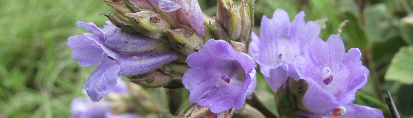 E-Flora Kerala | Flowering plants of Kerala