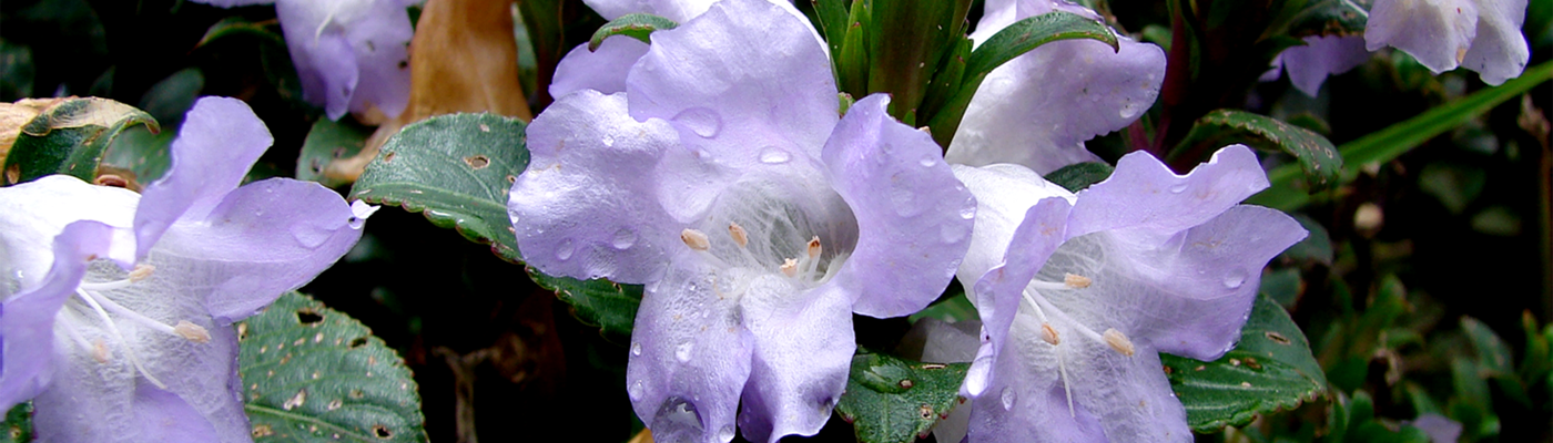 E-Flora Kerala | Flowering plants of Kerala