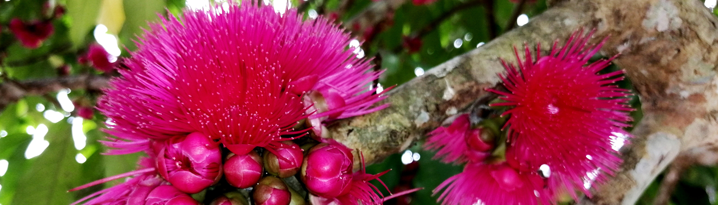 E-Flora Kerala | Flowering plants of Kerala