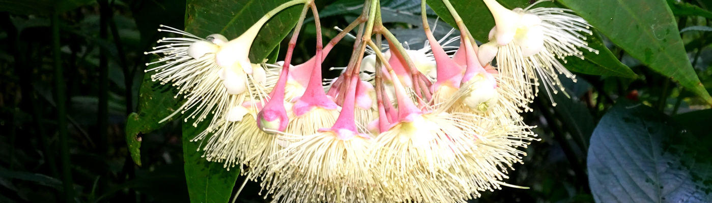 E-Flora Kerala | Flowering plants of Kerala