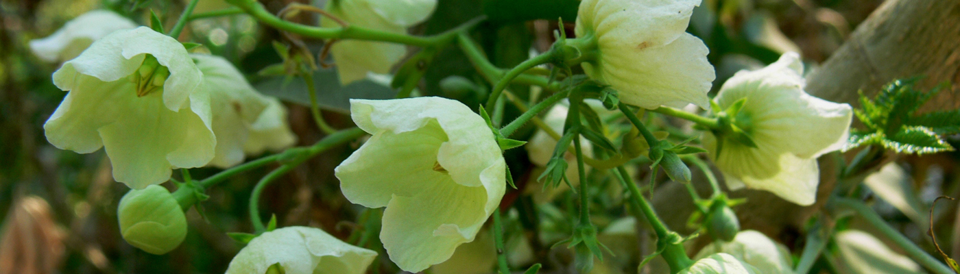 E-Flora Kerala | Flowering plants of Kerala