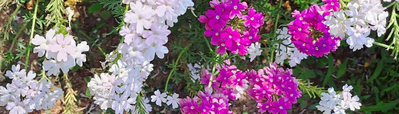 E-Flora Kerala | Flowering plants of Kerala