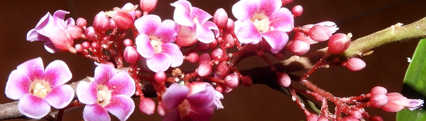 E-Flora Kerala | Flowering plants of Kerala