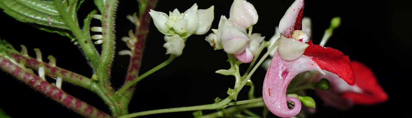 E-Flora Kerala | Flowering plants of Kerala