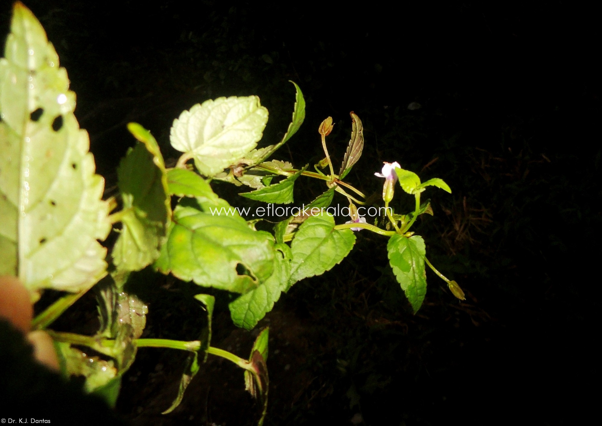 E-Flora Kerala | Flowering plants of Kerala